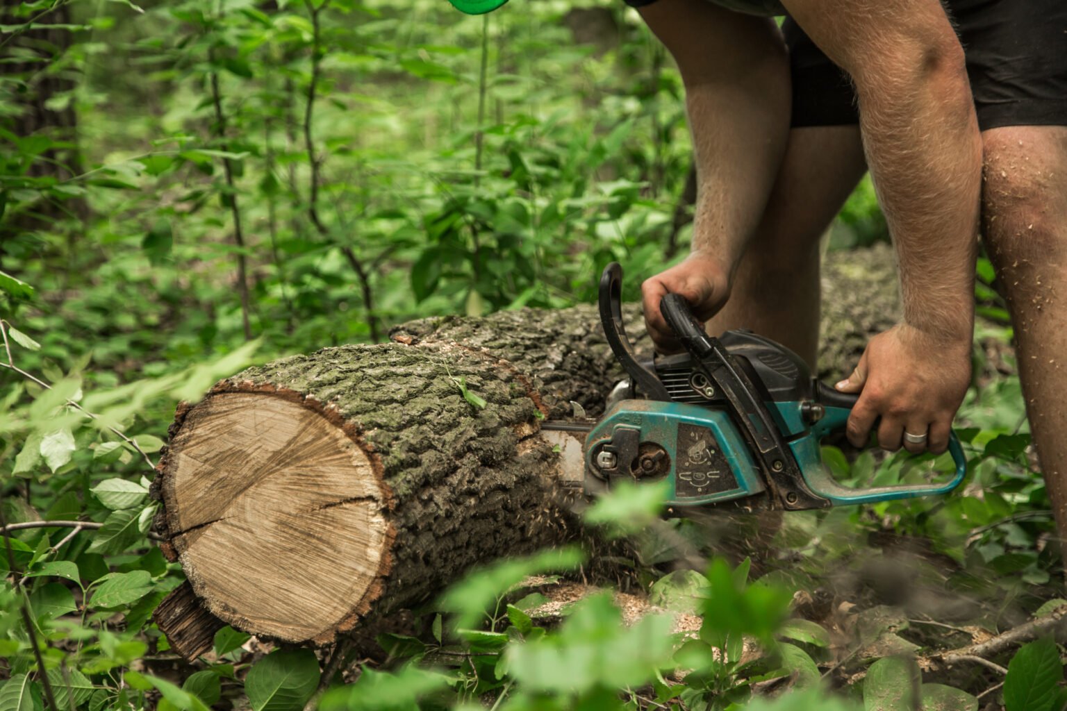 Syracuse Tree Experts